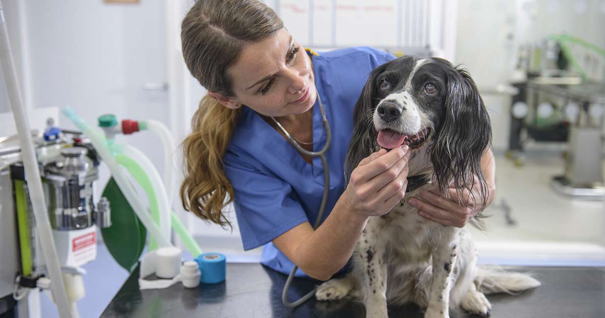 Le migliori Cliniche Veterinarie a Romanengo